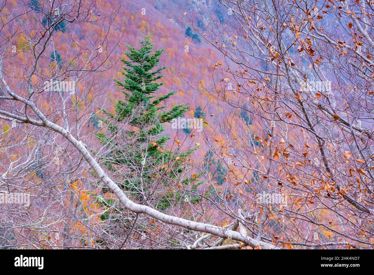 Common silver fir hi-res stock photography and images - Alamy