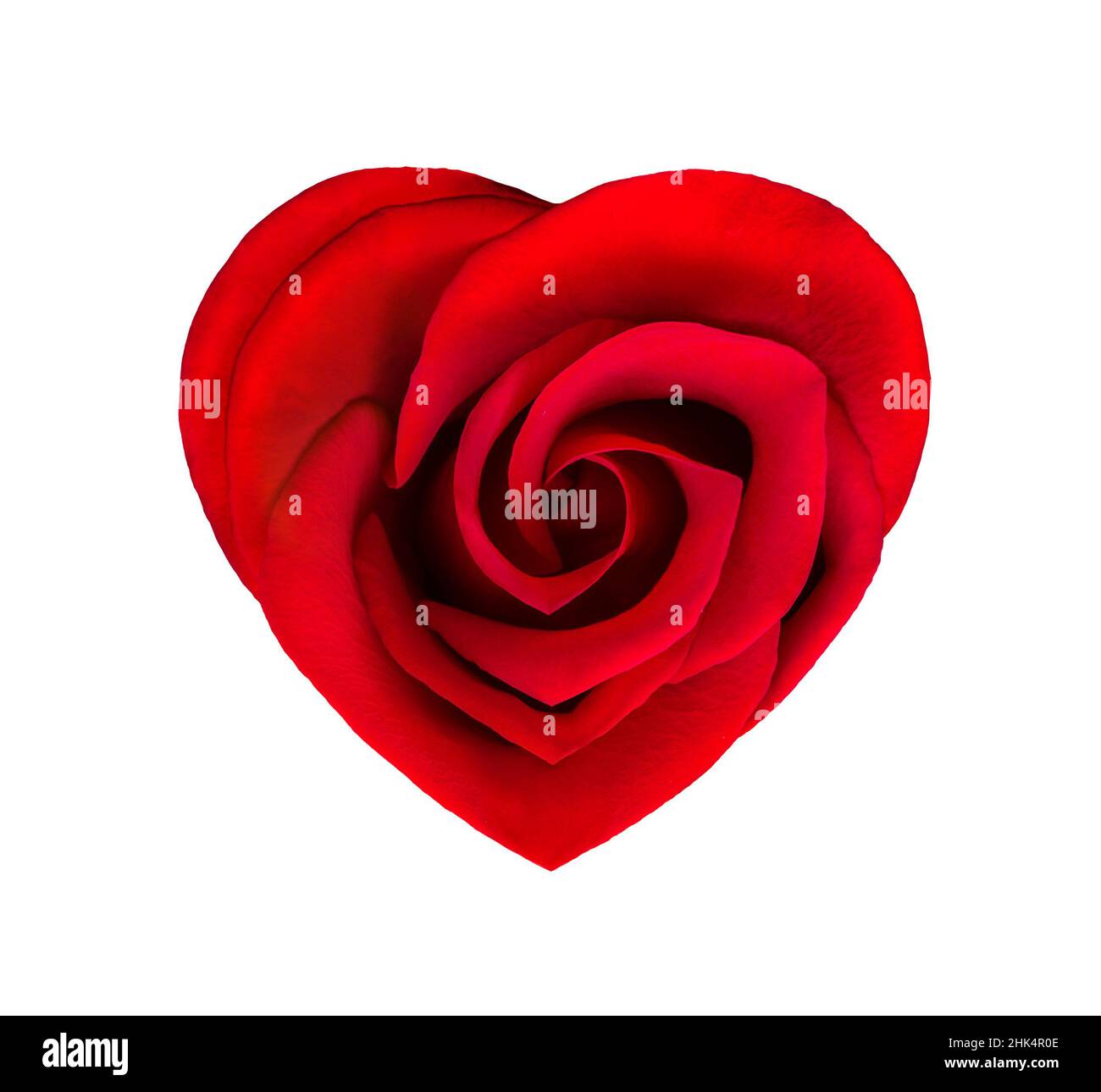 Red Rose flower in heart shape. Heart shaped red rose isolated on white ...