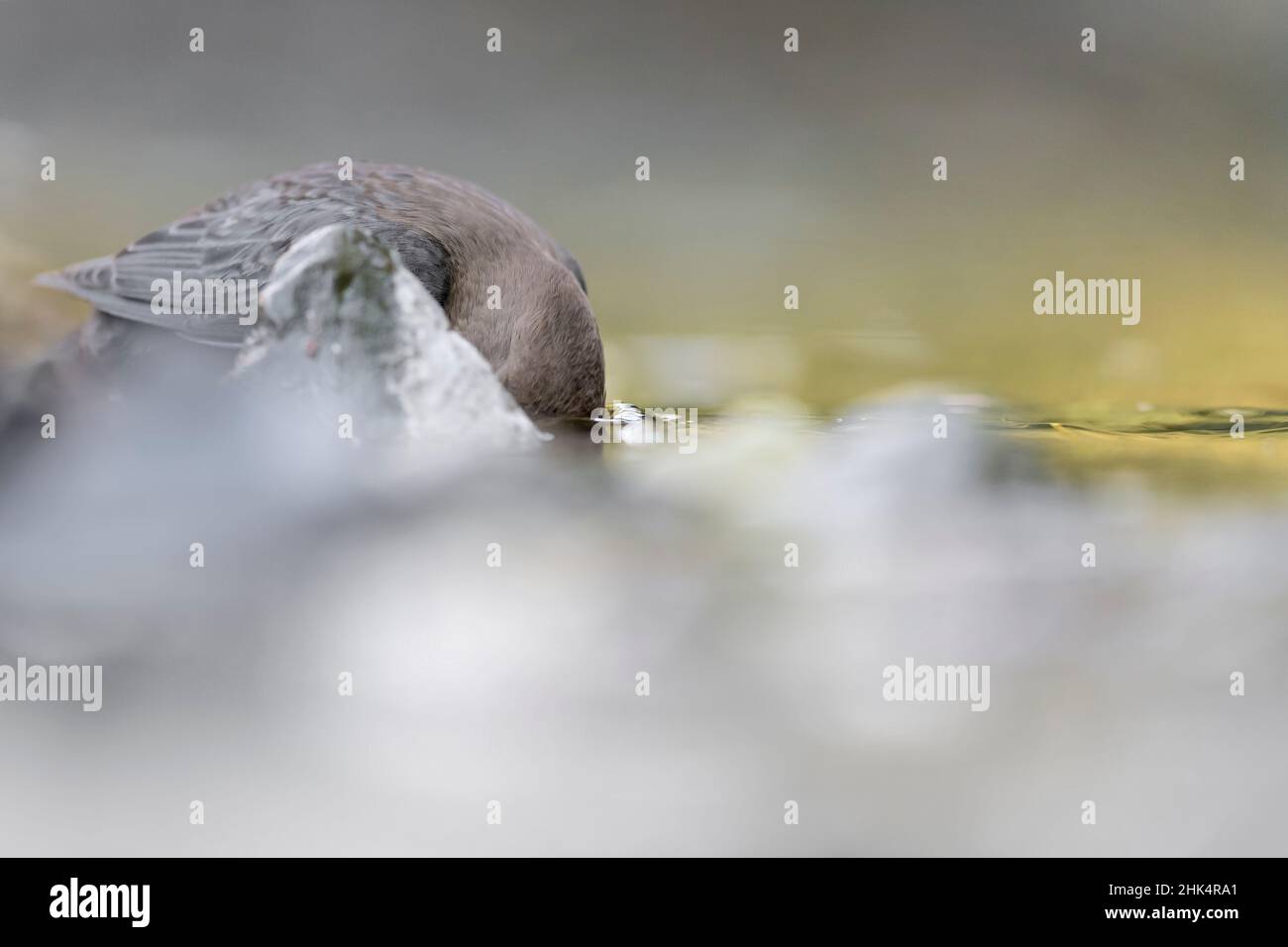 Time to dive, White throated dipper looking for food underwater ...