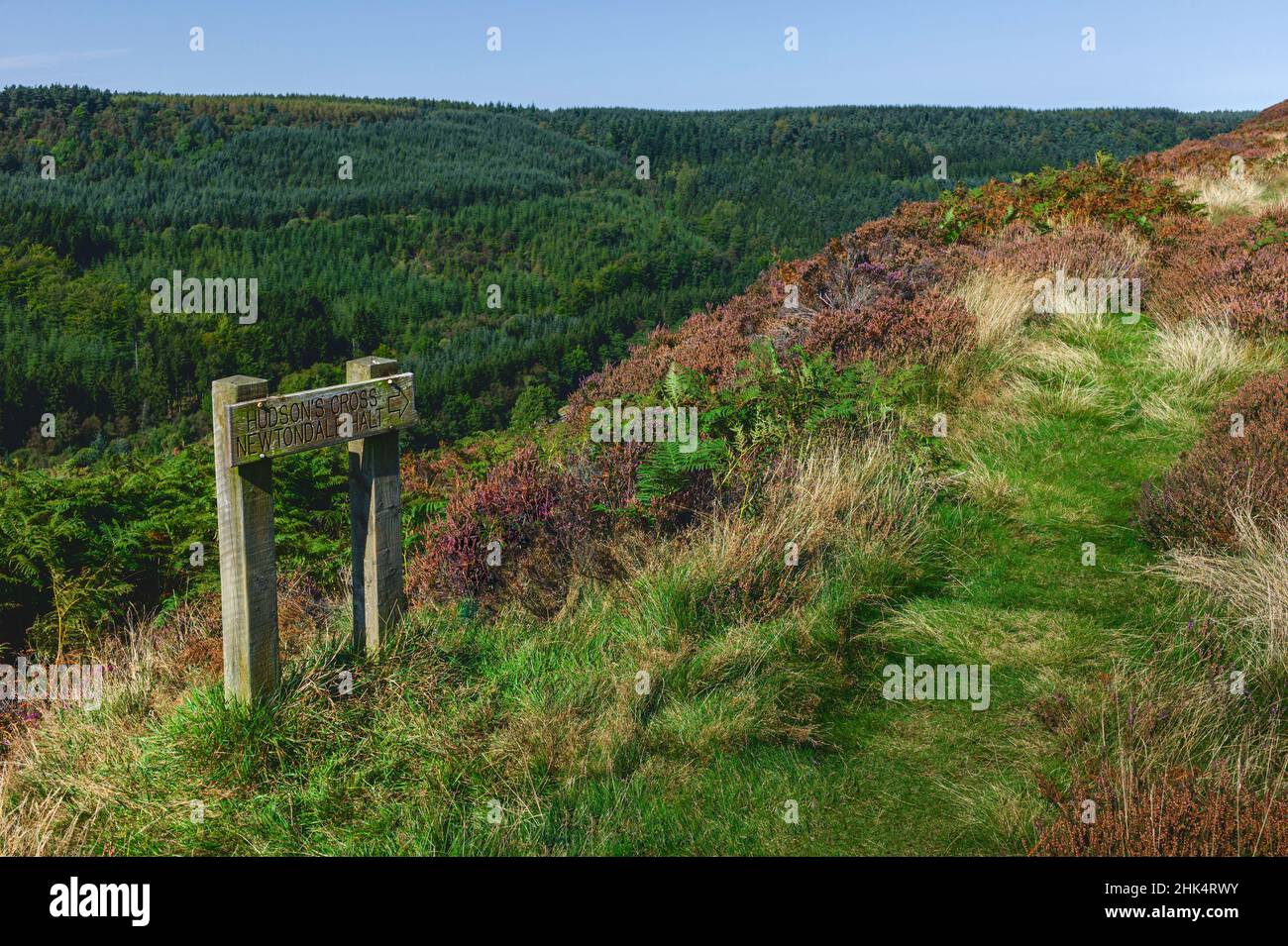 North York Moors with footpath flanked by flowering heather, grasses ...