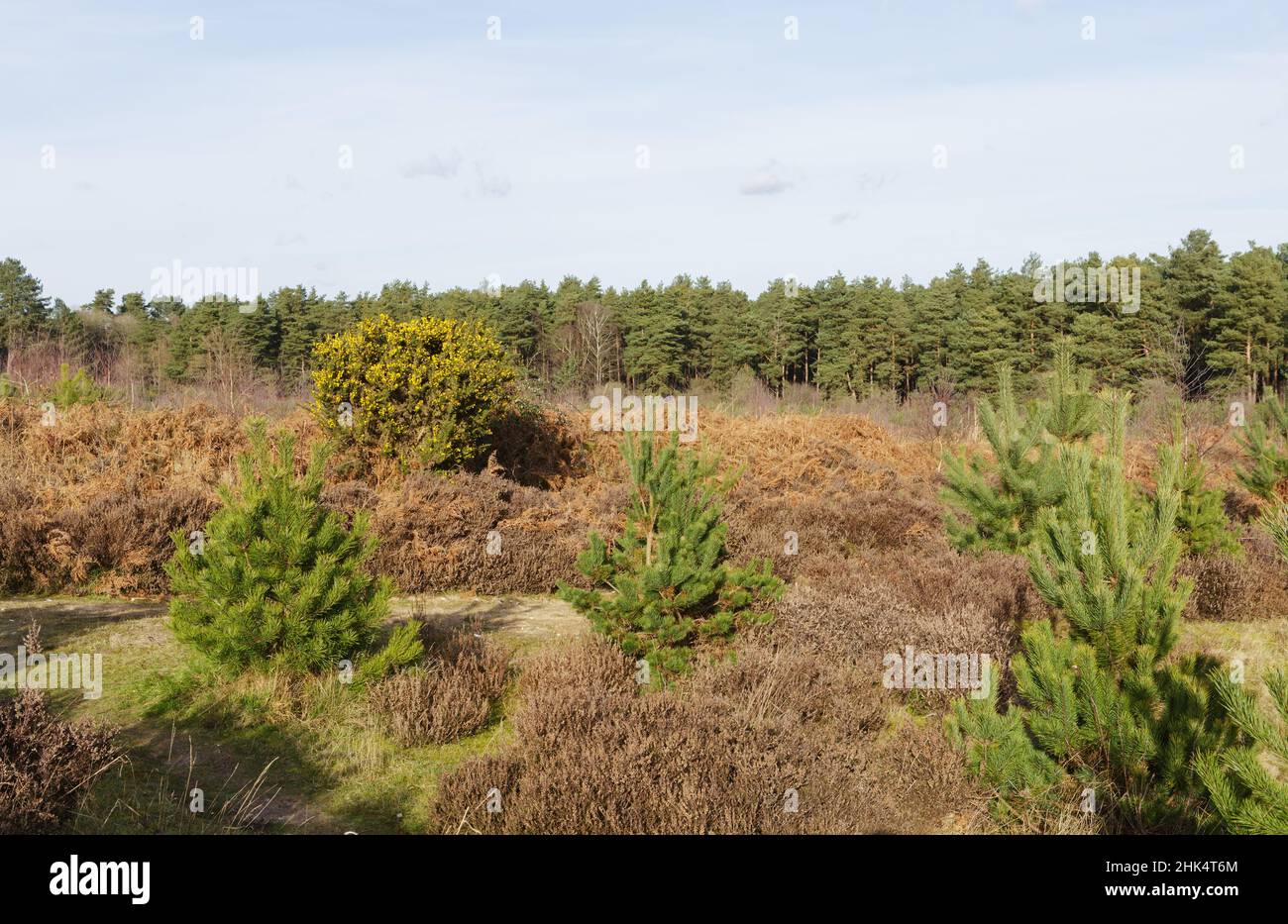 Mixed winter colour landscape on the heathland at Thetford Warren. The ...