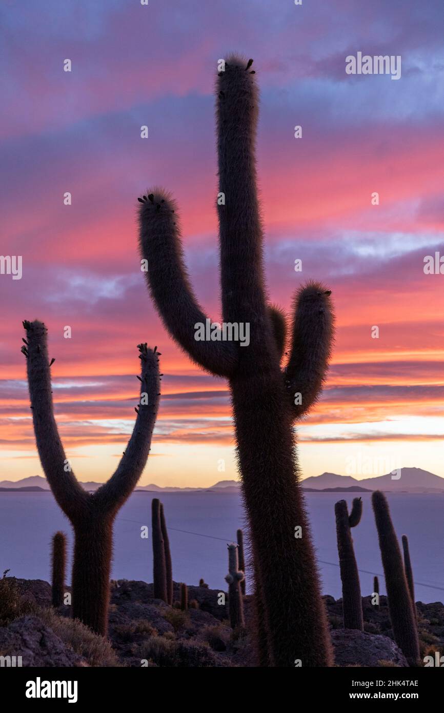 A forest of giant cardon cactus (Echinopsis atacamensis) at sunset on ...
