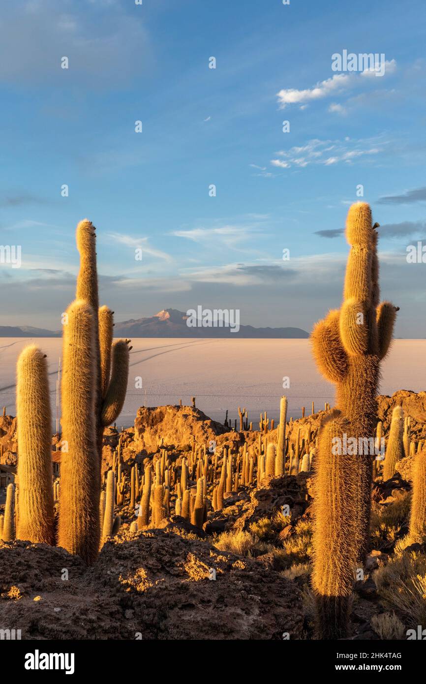 A forest of giant cardon cactus (Echinopsis atacamensis) at sunset on ...