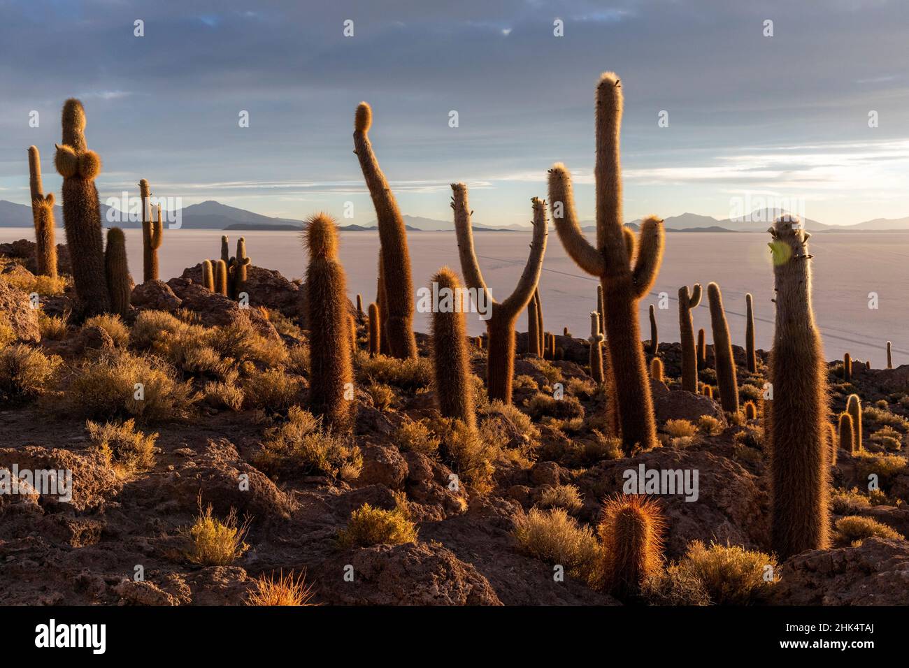 A forest of giant cardon cactus (Echinopsis atacamensis) at sunset on ...