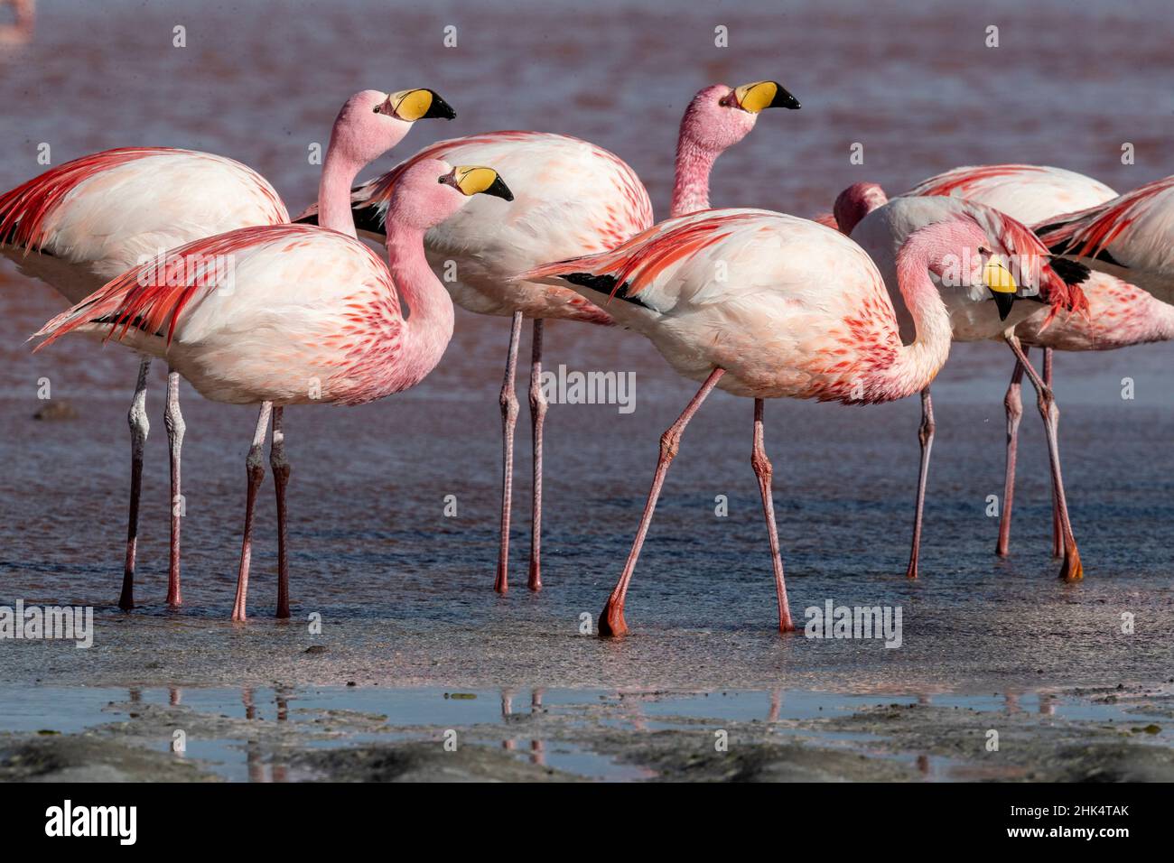 Rare James's flamingos (Phoenicoparrus jamesi), Eduardo Avaroa Andean ...