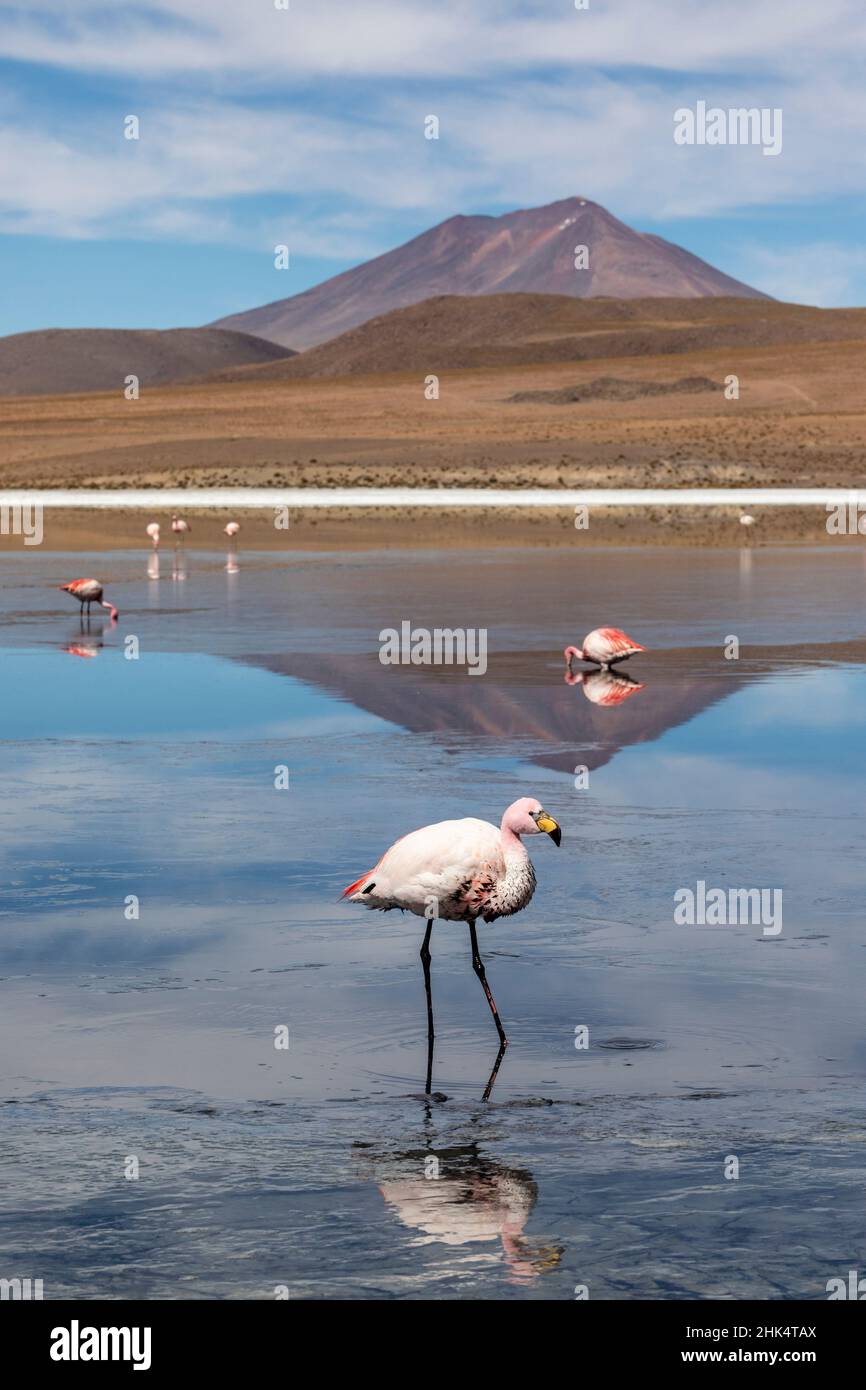 Vertical flamingos hi-res stock photography and images - Alamy
