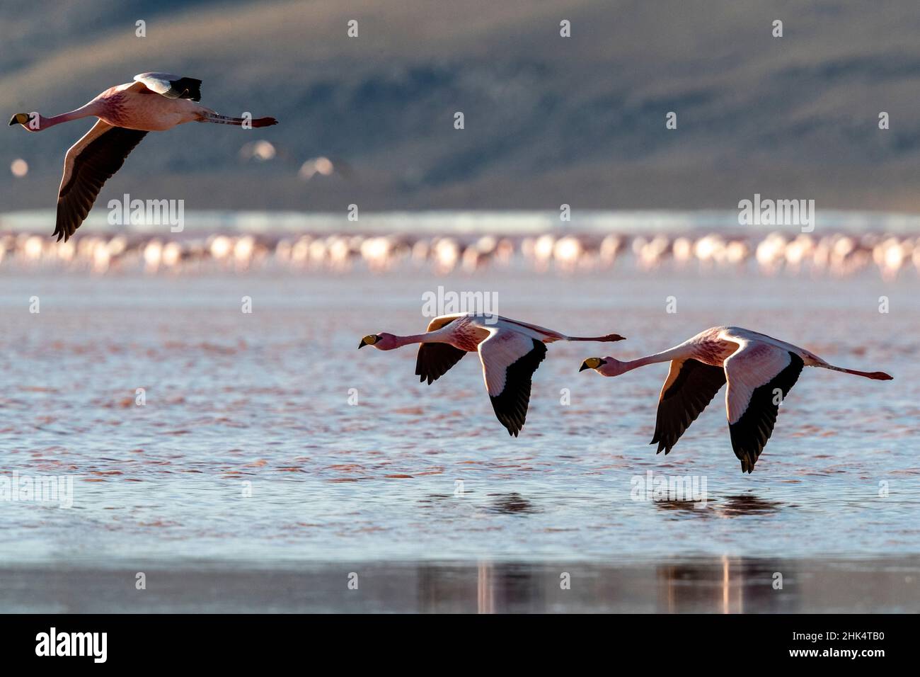 Rare James's flamingos (Phoenicoparrus jamesi), in flight, Eduardo ...