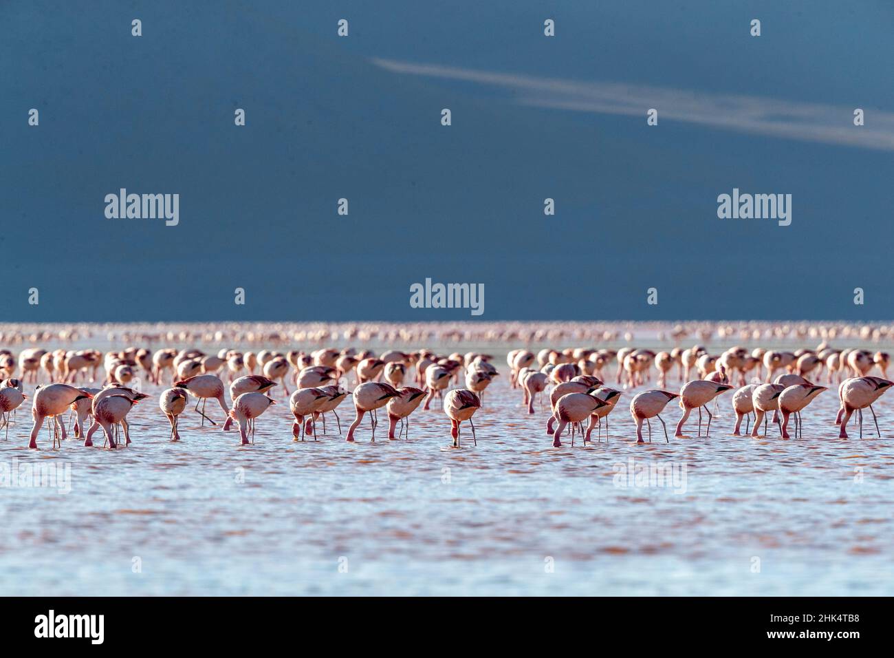 Flamingos gathered in the hundreds to feed, Eduardo Avaroa Andean Fauna ...