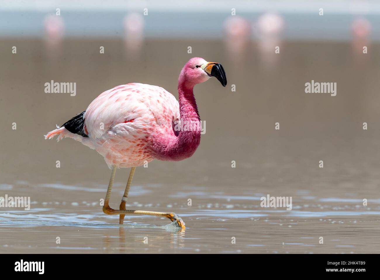 Andean flamingos (Phoenicoparrus andinus), Eduardo Avaroa Andean Fauna ...