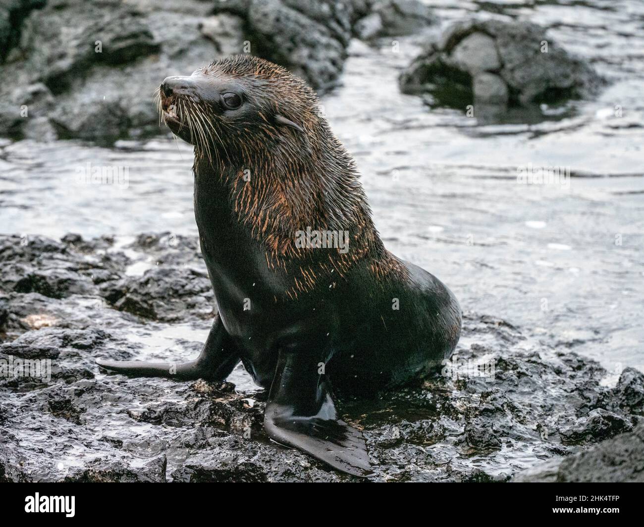 An adult Galapagos fur seal (Arctocephalus galapagoensis), Santiago ...