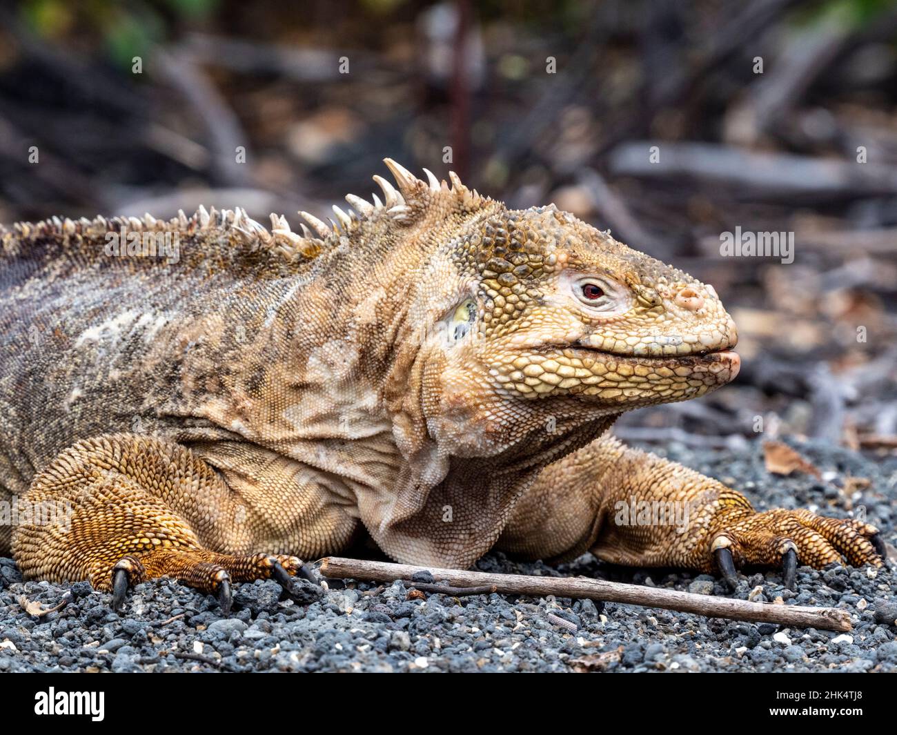 Adult Galapagos land iguana (Conolophus subcristatus) feeding in Urbina ...
