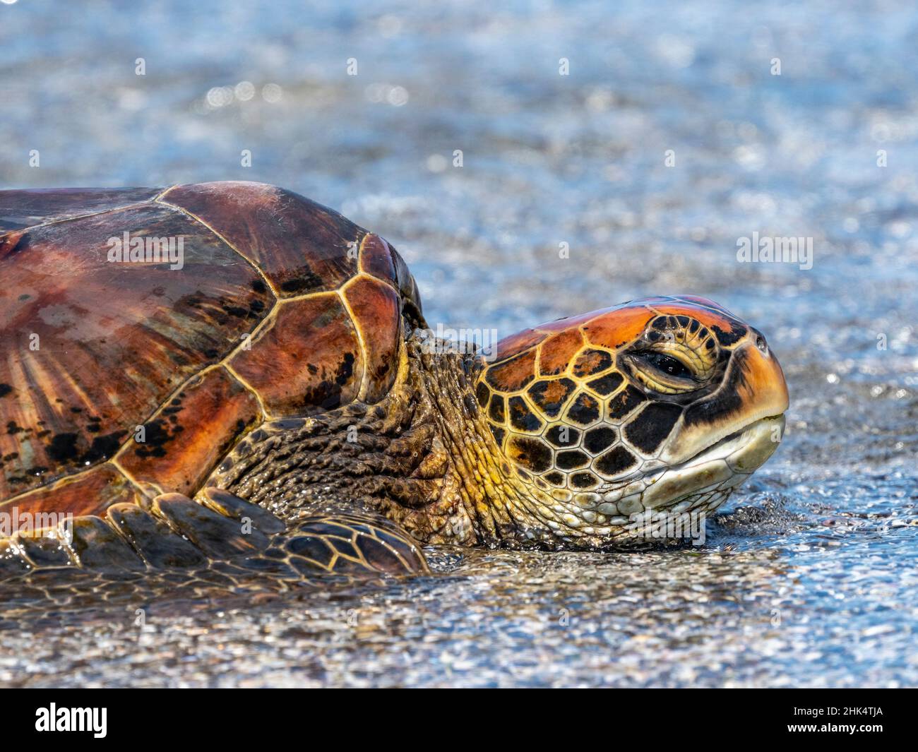 Adult Green Sea Turtle