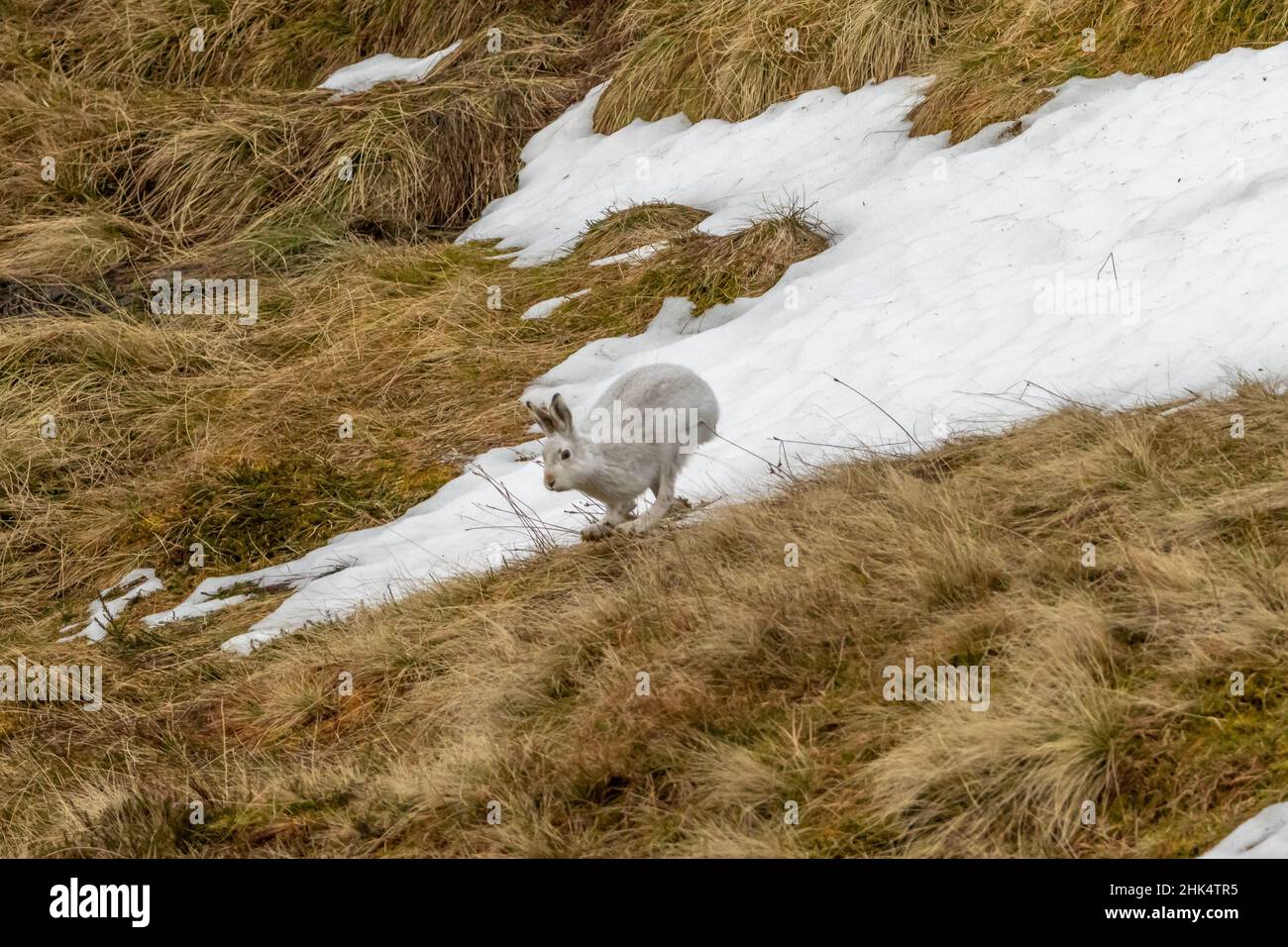 Running mountain hare (Lepus timidus), Glen Sheer, Scotland Stock Photo ...