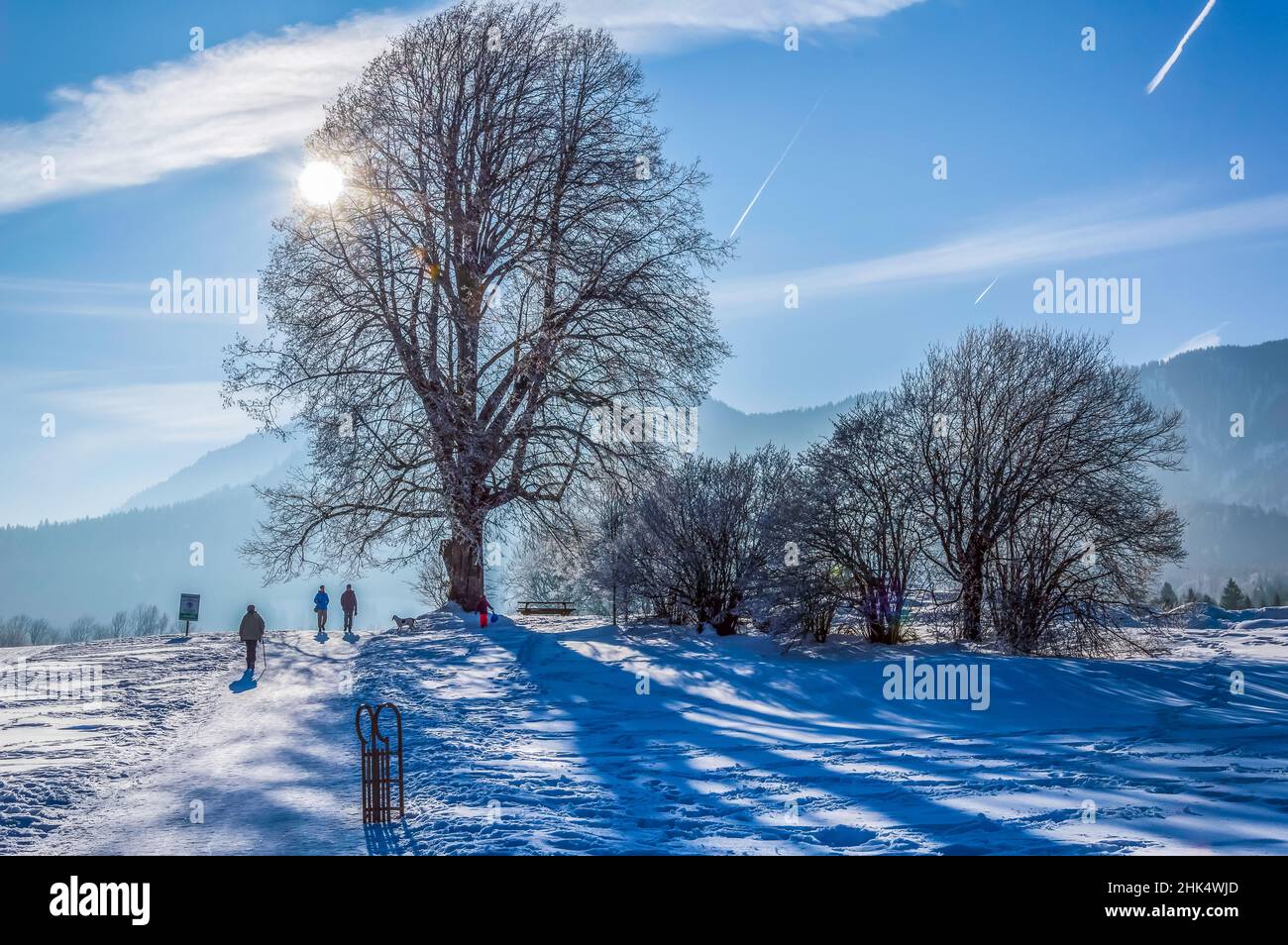 Large deciduous tree in a snowy field on a sunny winter day Stock Photo ...