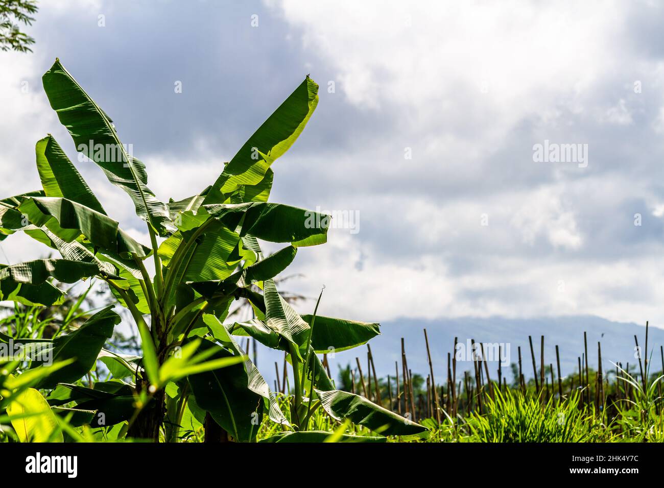 Banana tree with broad green leaves, has flowers with brick red flower ...