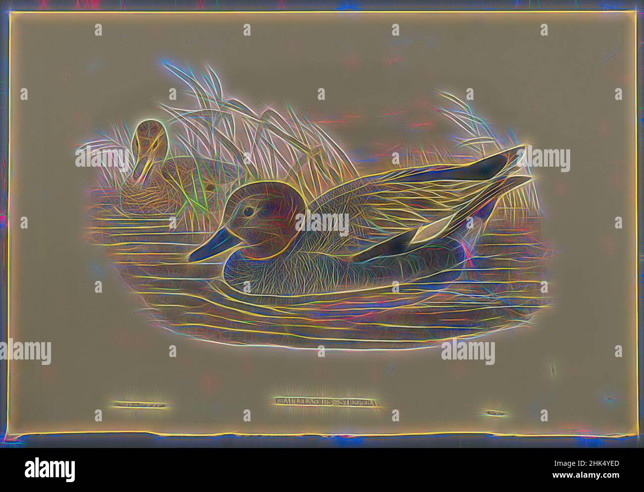 Inspired by Chaulelasmus Strepera: Gadwell Ducks, John Gould, British ...