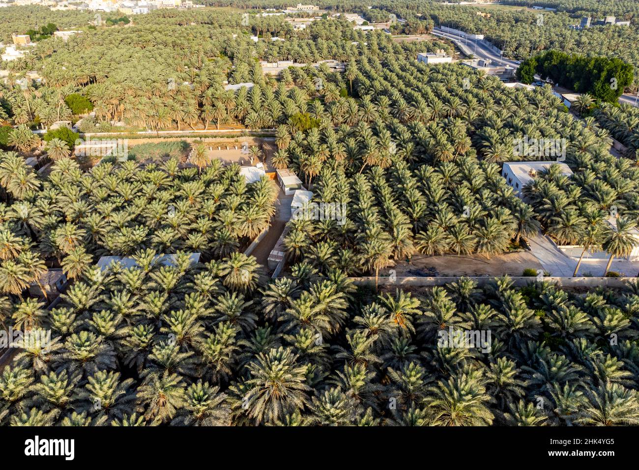 Aerial of the Al Ahsa (Al Hasa) Oasis, largest Oasis in the world, UNESCO World Heritage Site ...
