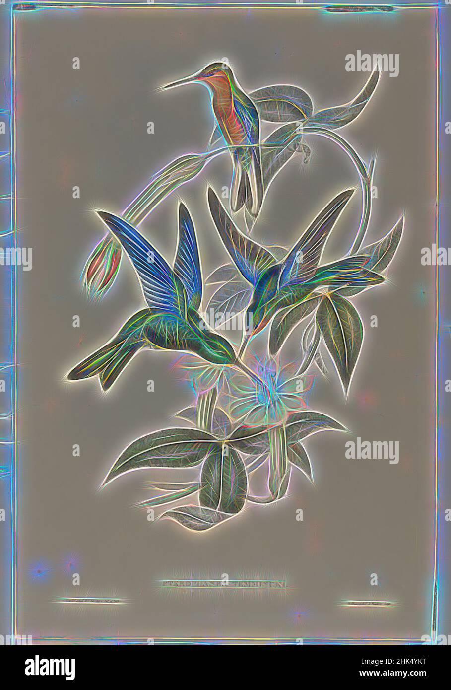 Temmincks humming bird hi-res stock photography and images - Alamy