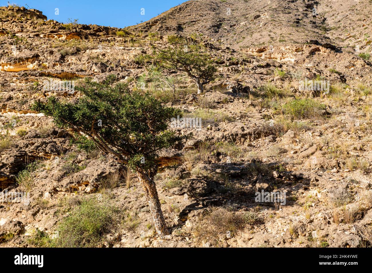 Frankincense trees, Salalah, Oman, Middle East Stock Photo - Alamy