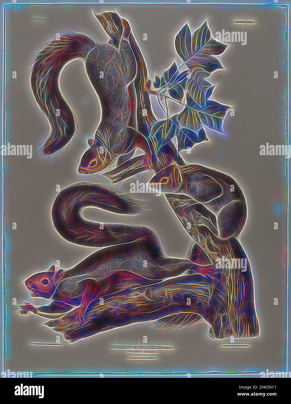 Inspired by Migratory Squirrel, John James Audubon, American, born ...