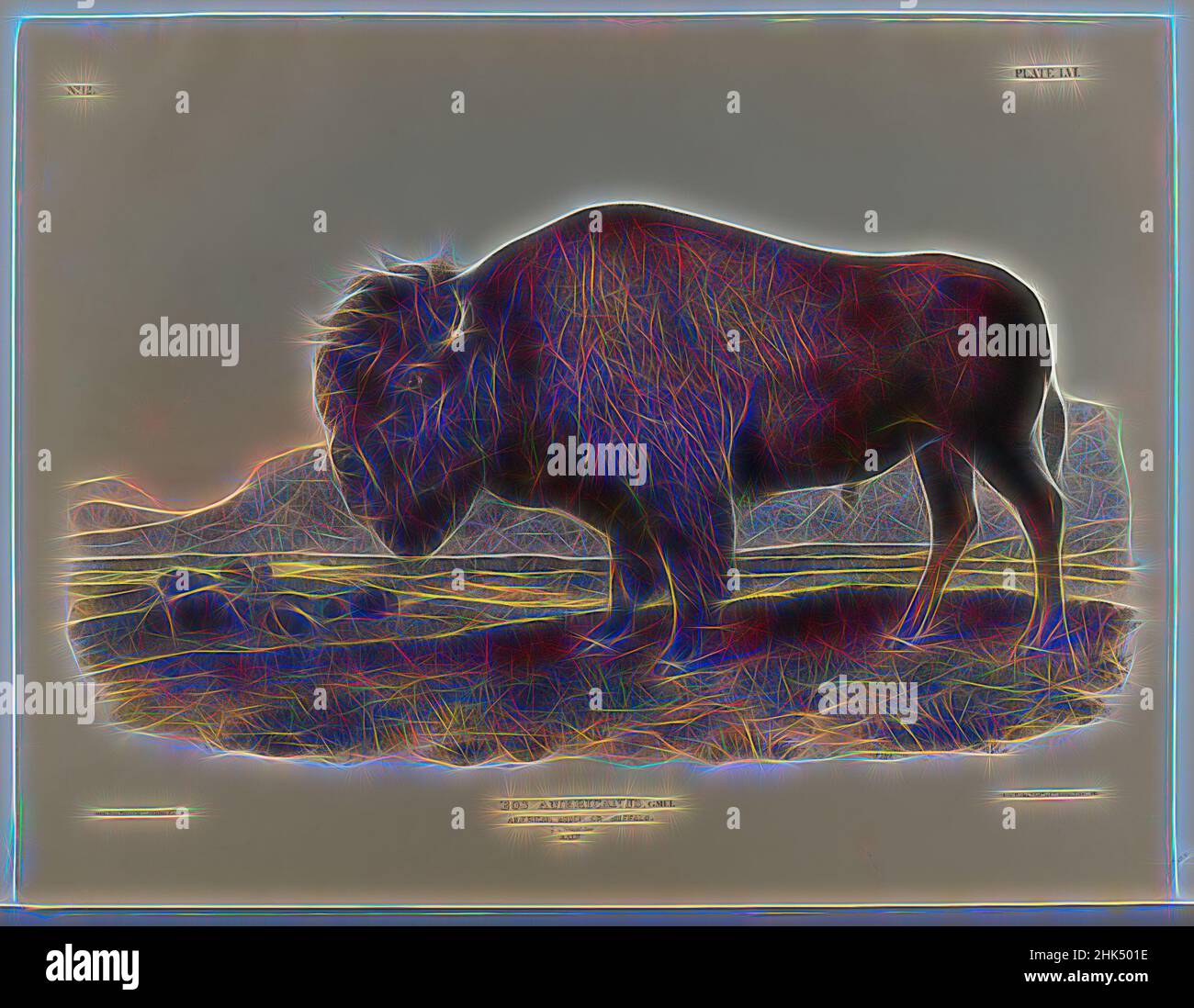 Buffalo herd lithograph hi-res stock photography and images - Alamy