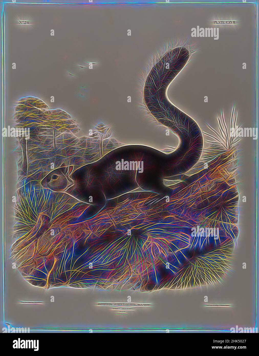 Inspired by Dusky Squirrel, John James Audubon, American, born Haiti ...