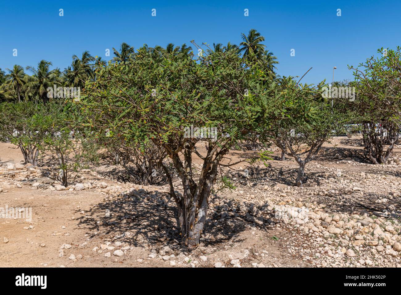 Frankincense tree, Al-Baleed Archaeological Park, Salalah, Oman, Middle ...