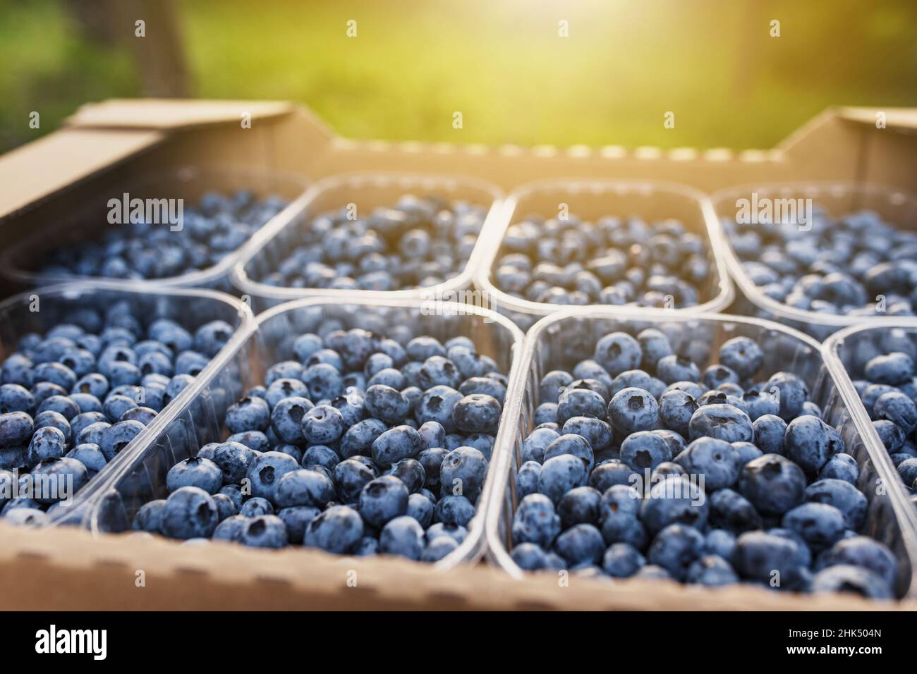 Box, crate or container with collected fresh blueberries. Berries ...