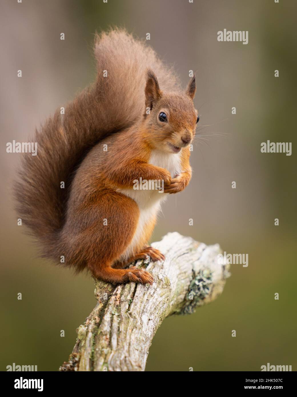 Scottish squirrel hi-res stock photography and images - Alamy