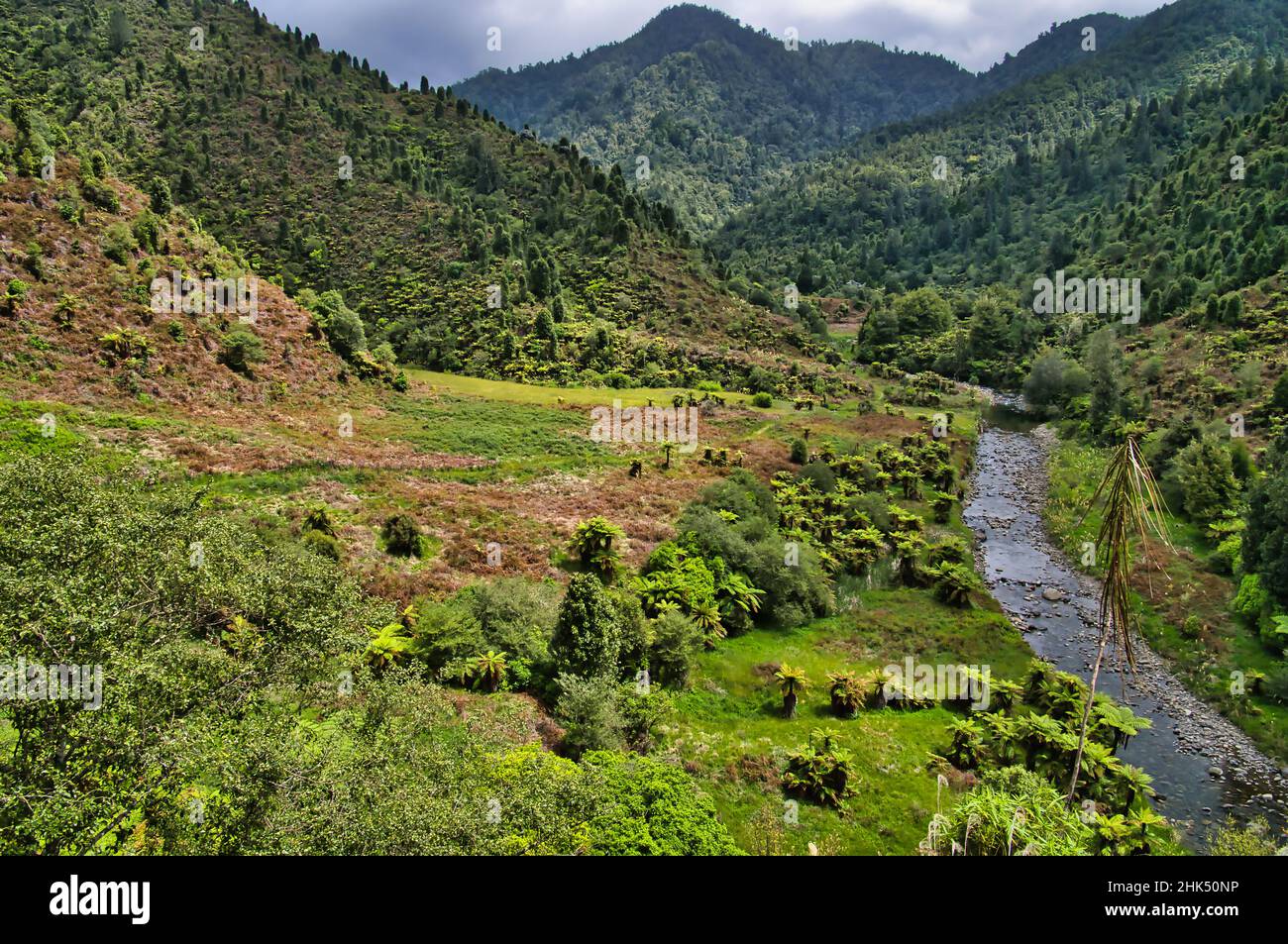 Landscape with forest and overgrown field along the Tauranga Stream in ...