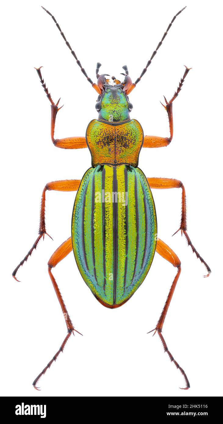 Carabus auronitens beetle specimen Stock Photo - Alamy