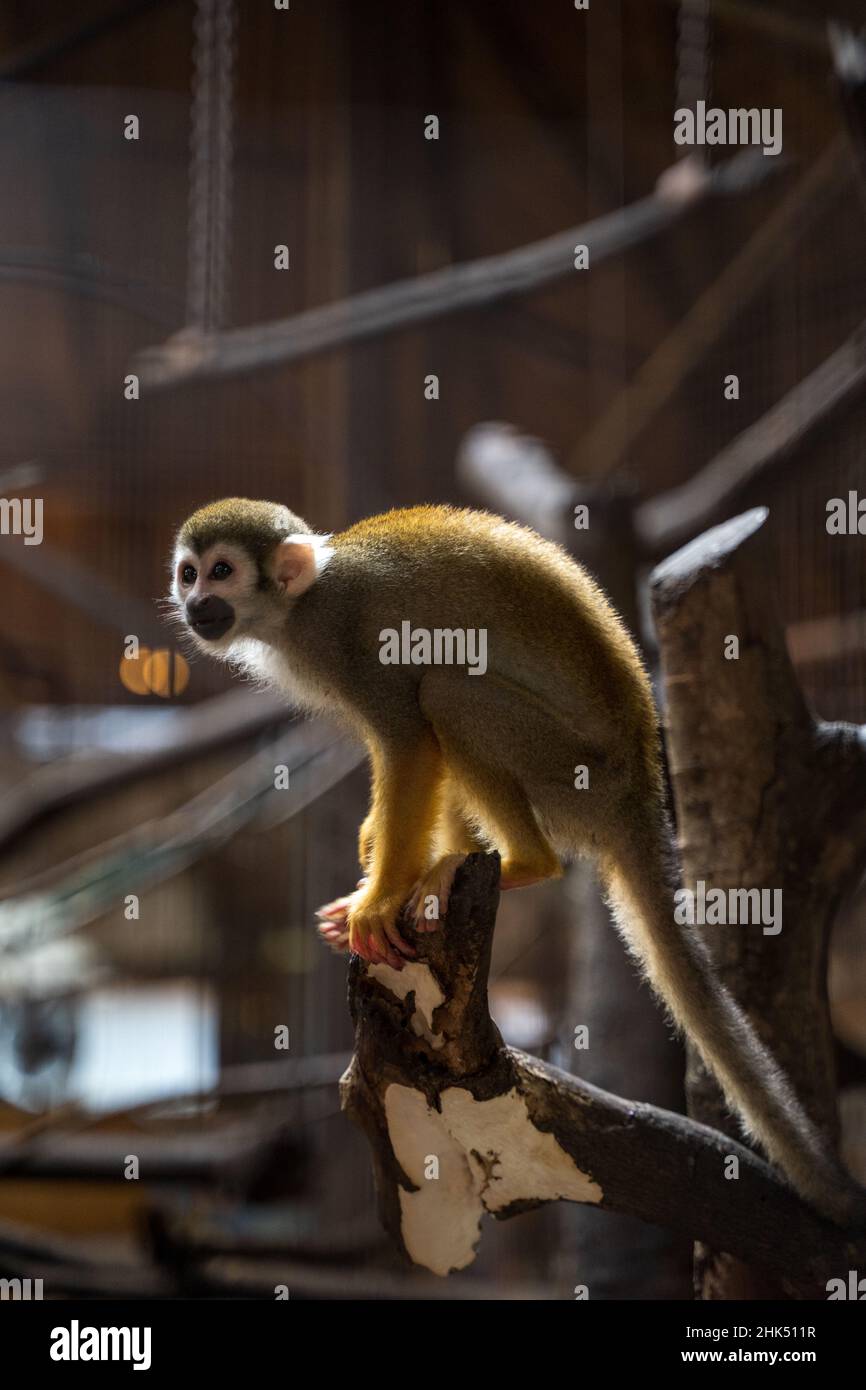 Squirrel monkey ready to j Stock Photo - Alamy