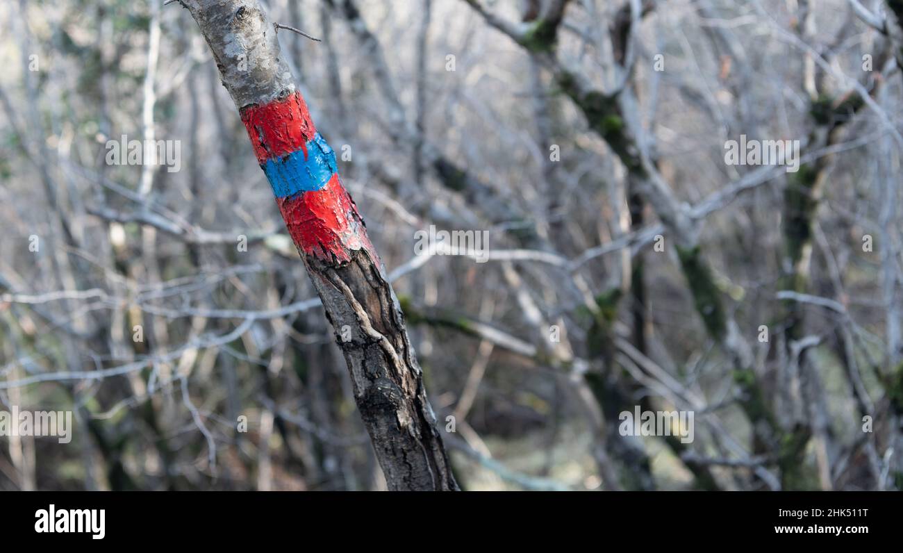 Hiking markings on a tree Stock Photo - Alamy