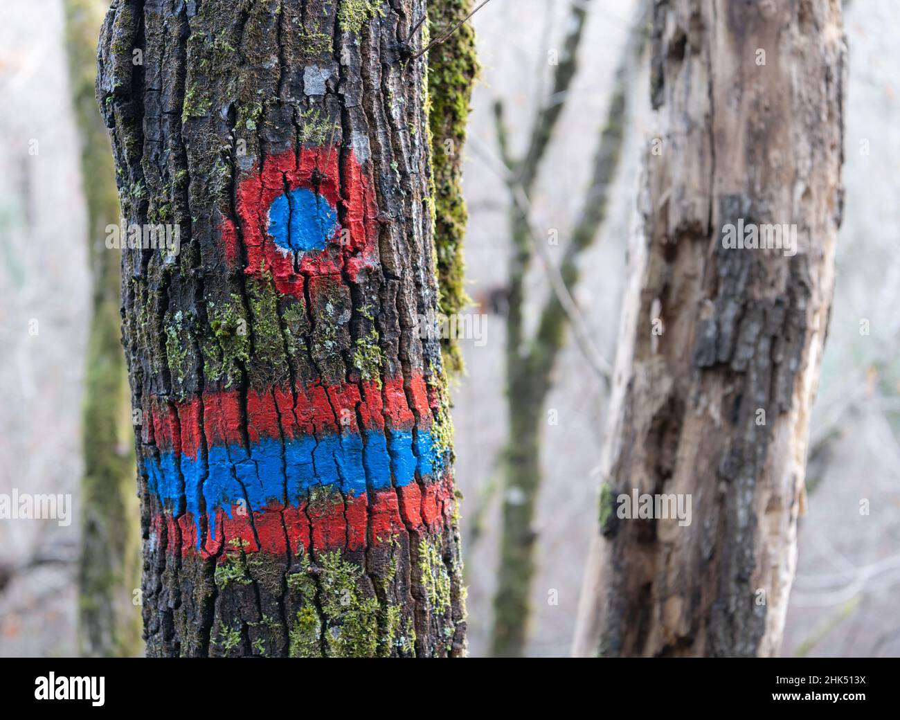 Hiking markings on a tree Stock Photo - Alamy