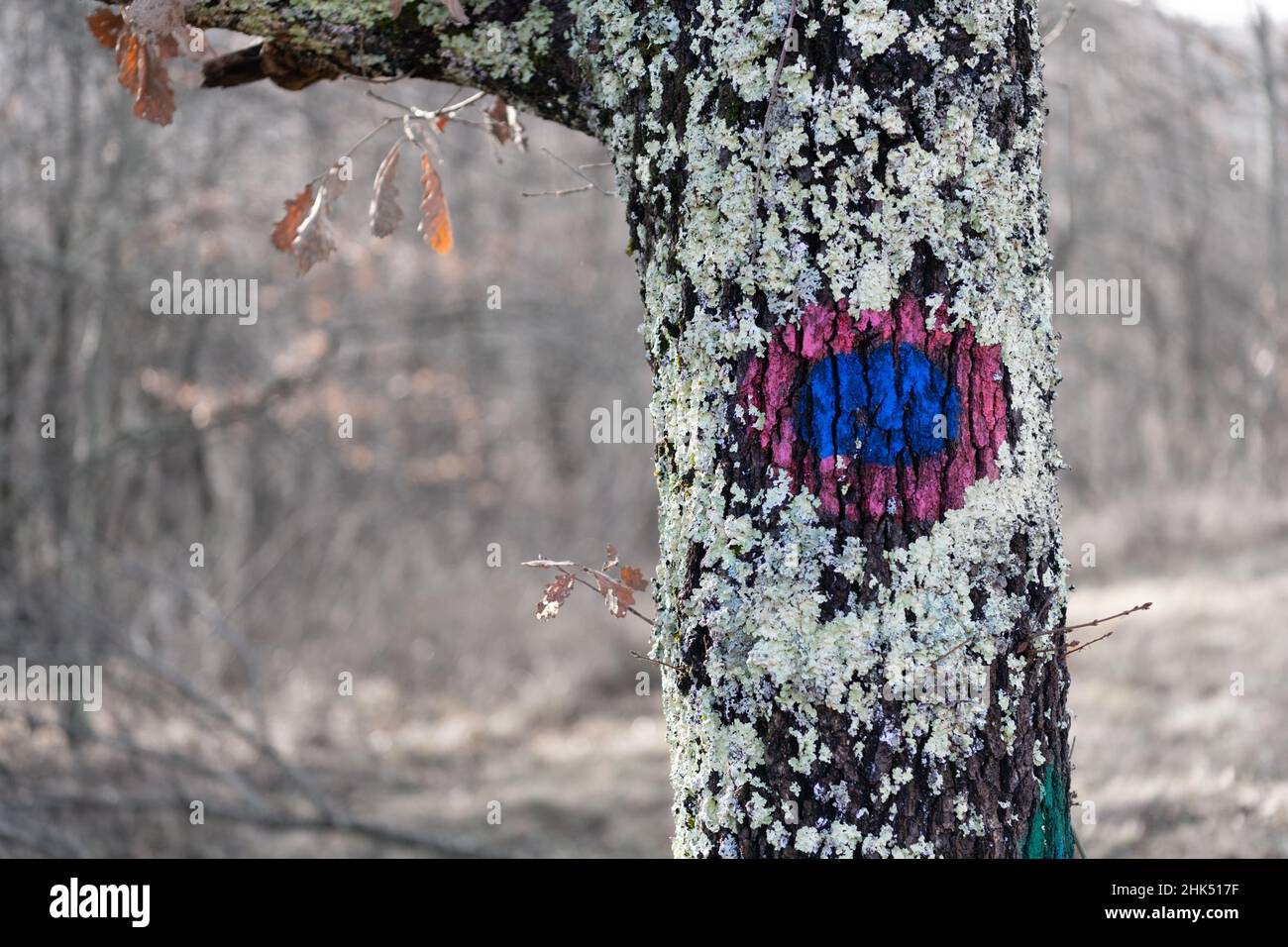 Hiking markings on a tree Stock Photo - Alamy