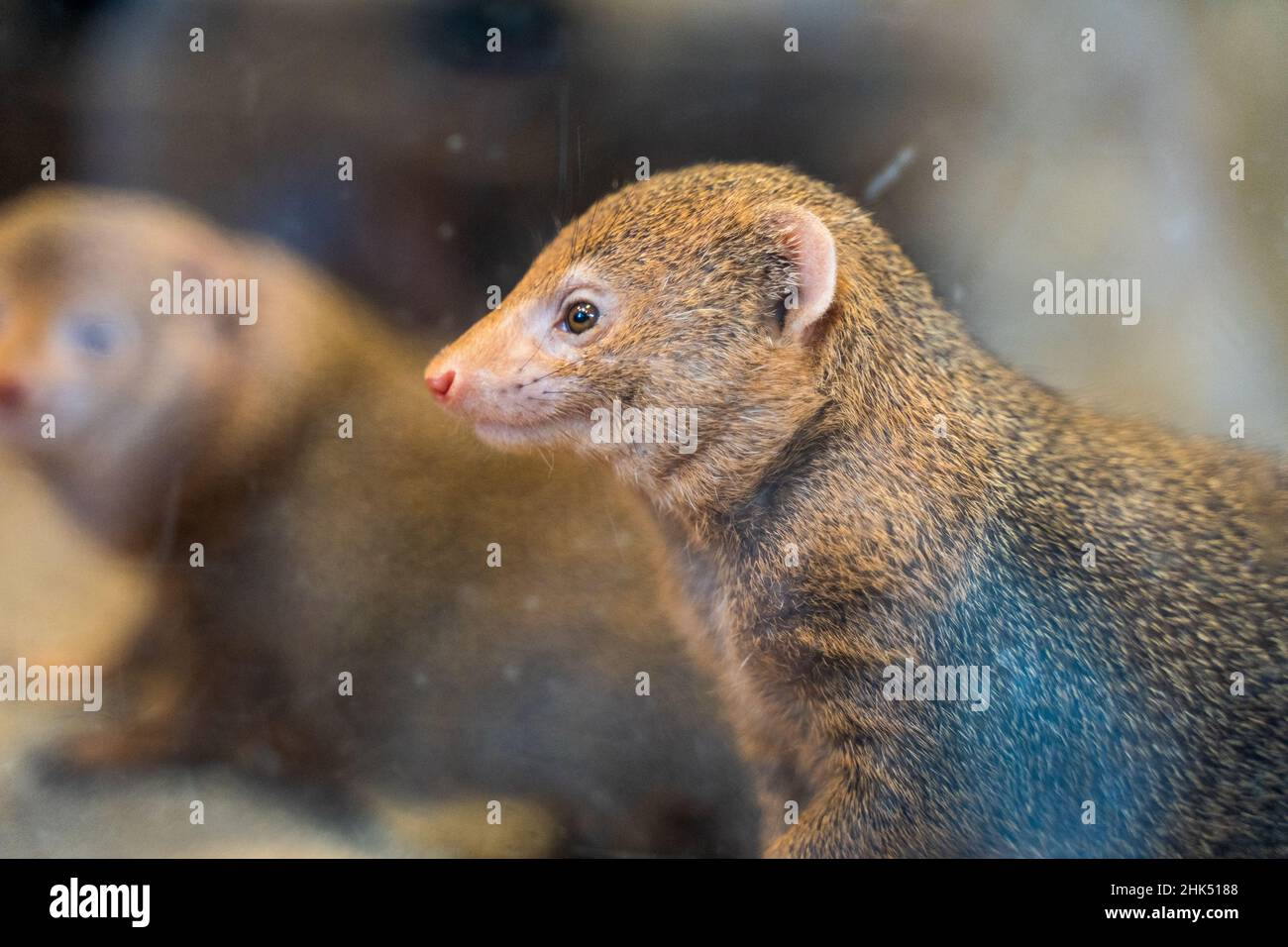 Mongoose close up shot Stock Photo - Alamy
