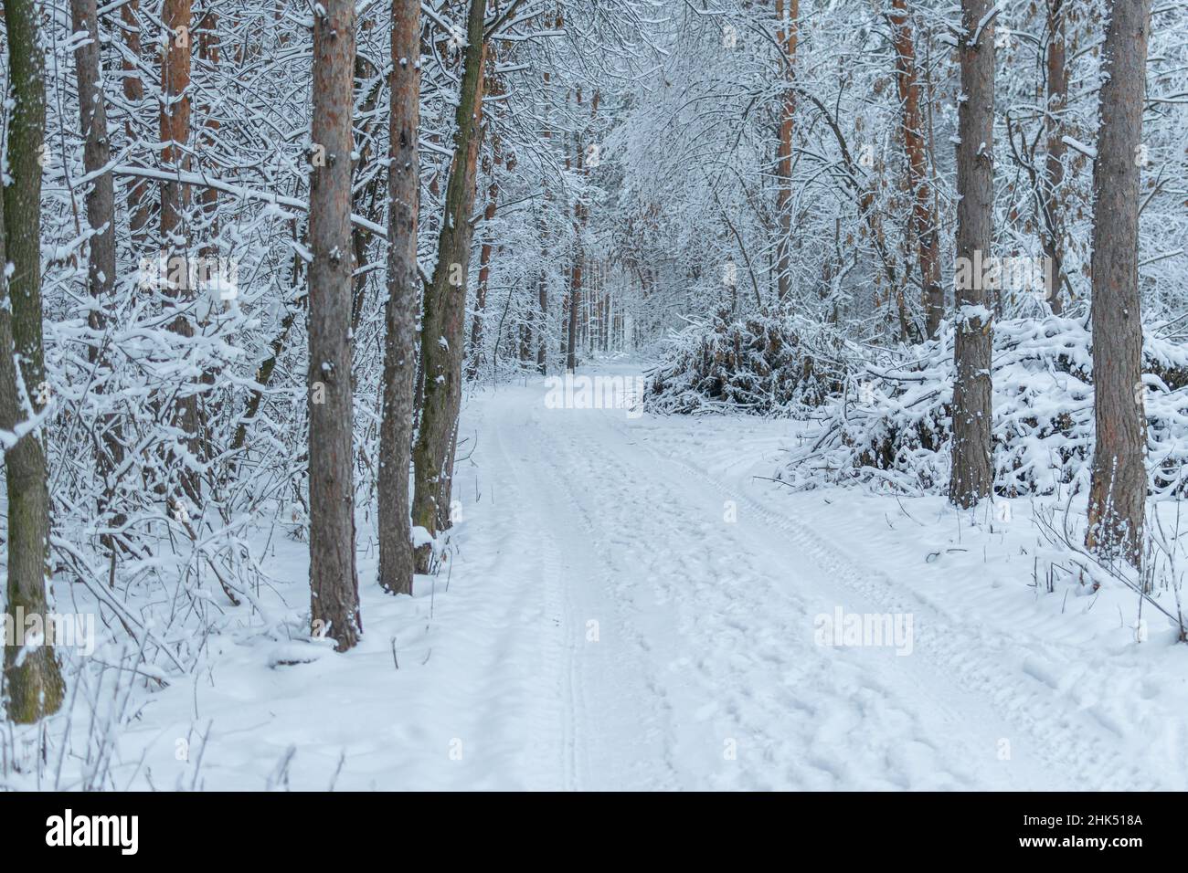 Snow-covered empty road inside dense forest. The trees are covered with snow Stock Photo - Alamy