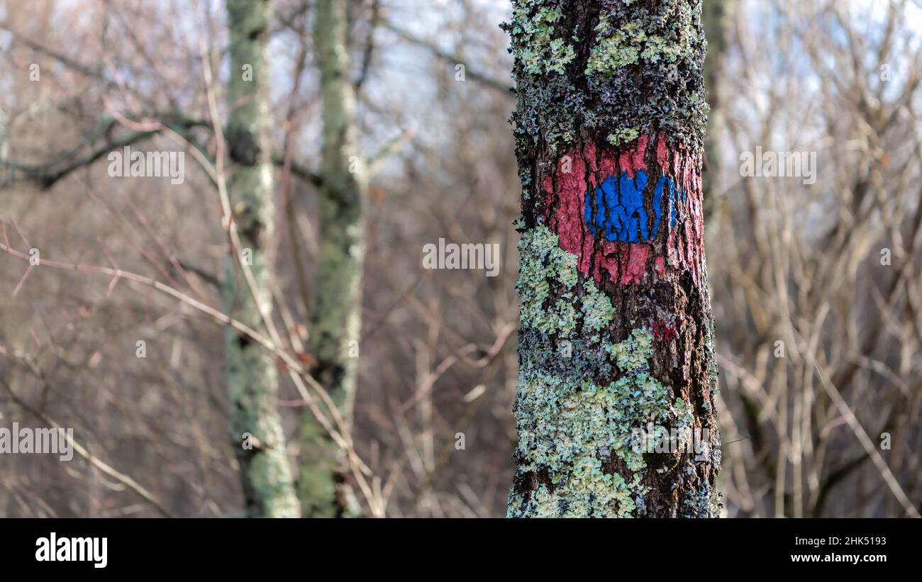 Hiking markings on a tree Stock Photo - Alamy