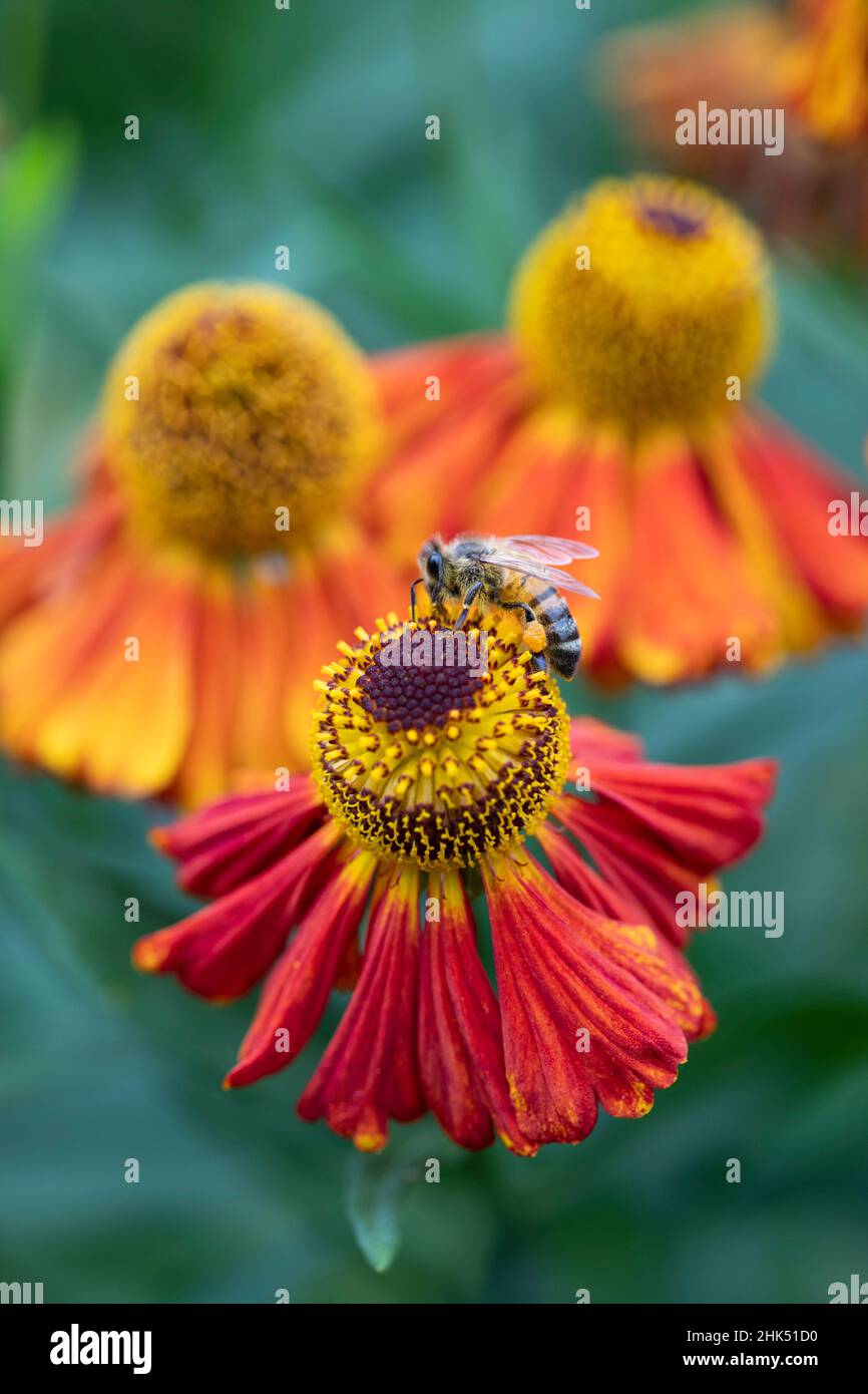 Orange helenium flower hi-res stock photography and images - Alamy