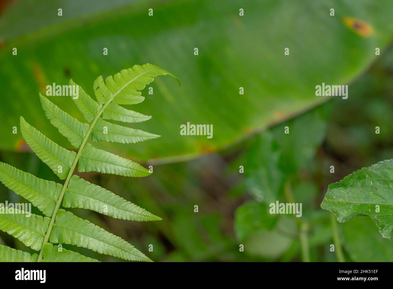 A green fern leaf with finger bone shape, green foliage background and ...