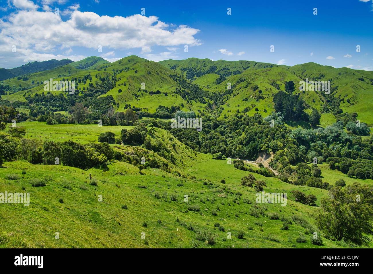 Typical New Zealand scenery, with lush green hills and farmland ...