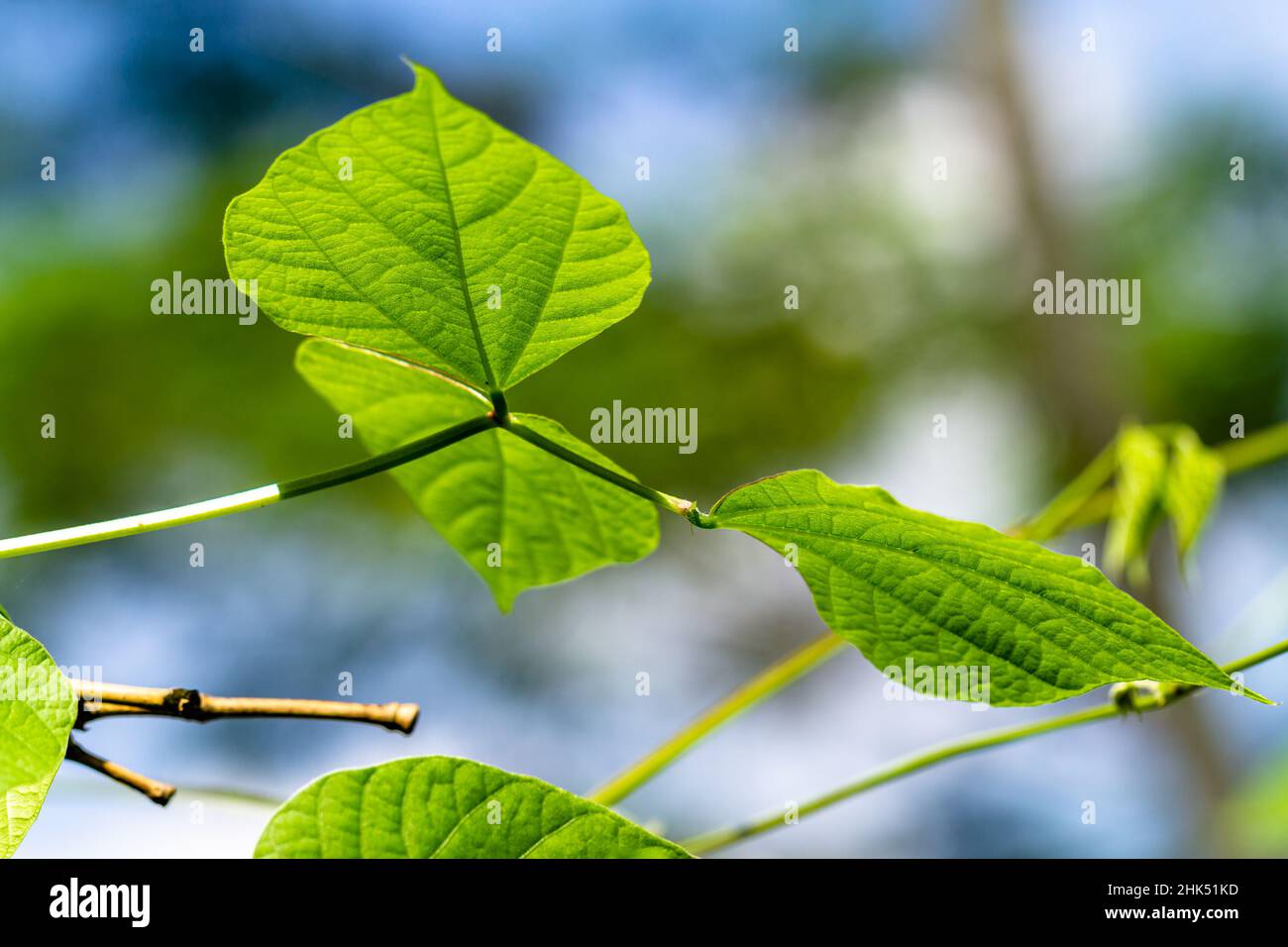Green beans are young, unripe fruits of various cultivars of the common ...