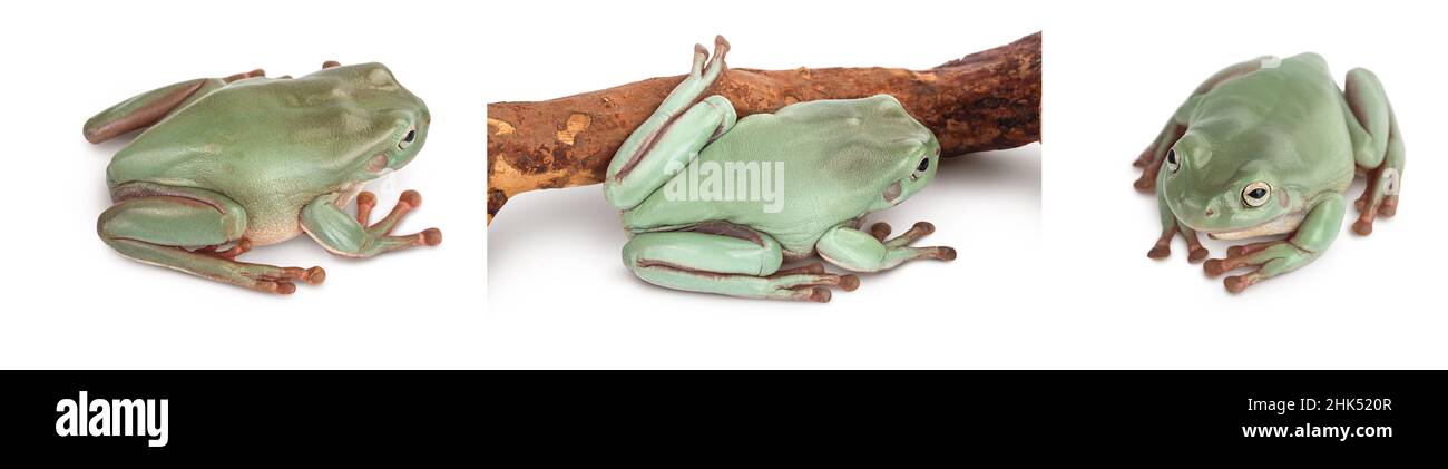 The Australian green tree frog isolated on white background with full ...