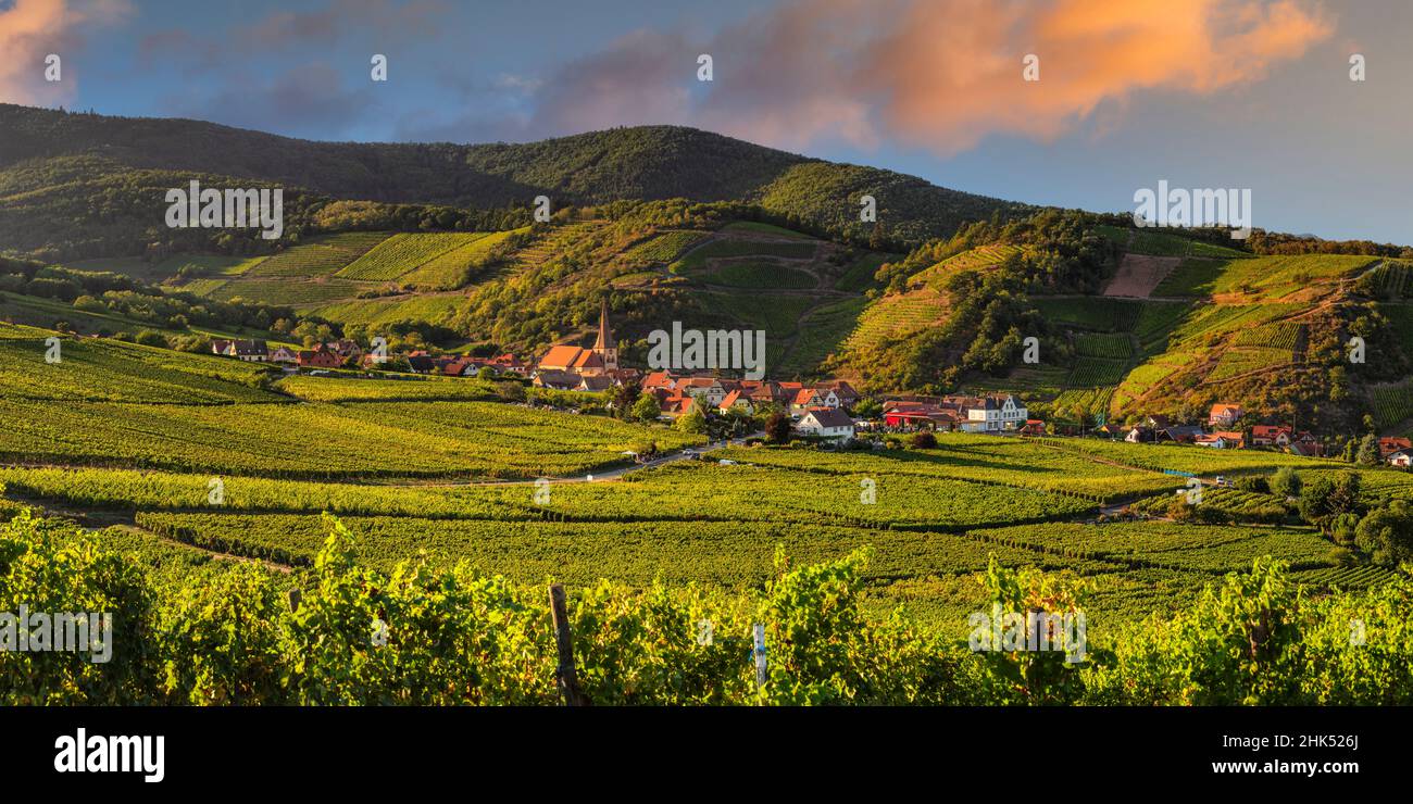 Vineyards, Rodern, Alsace, Alsatian Wine Route, Haut-Rhin, France ...