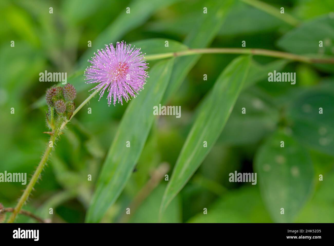 Shameplant's pink flowers are spherical in shape with yellow fibrous ...