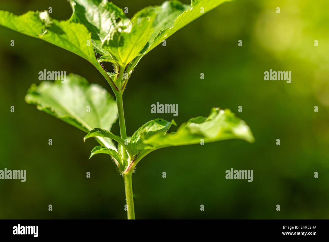 Nodi flora hi-res stock photography and images - Alamy