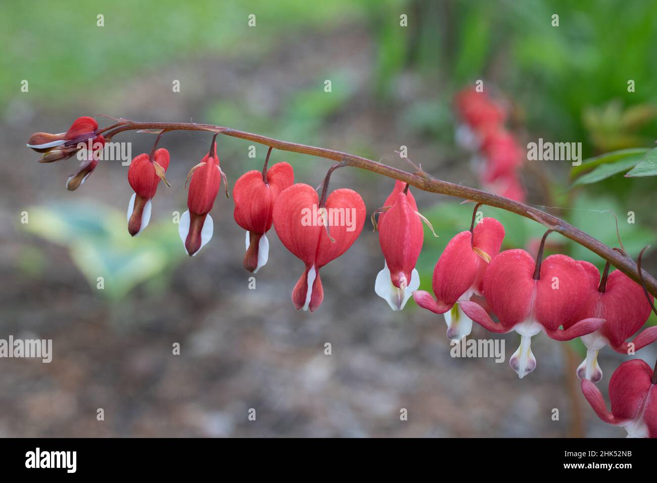 Red Bleeding Hearts