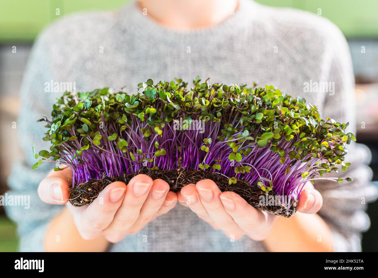 Sprouts of red kaipusta calrabi microgreens in female hands. Raw ...
