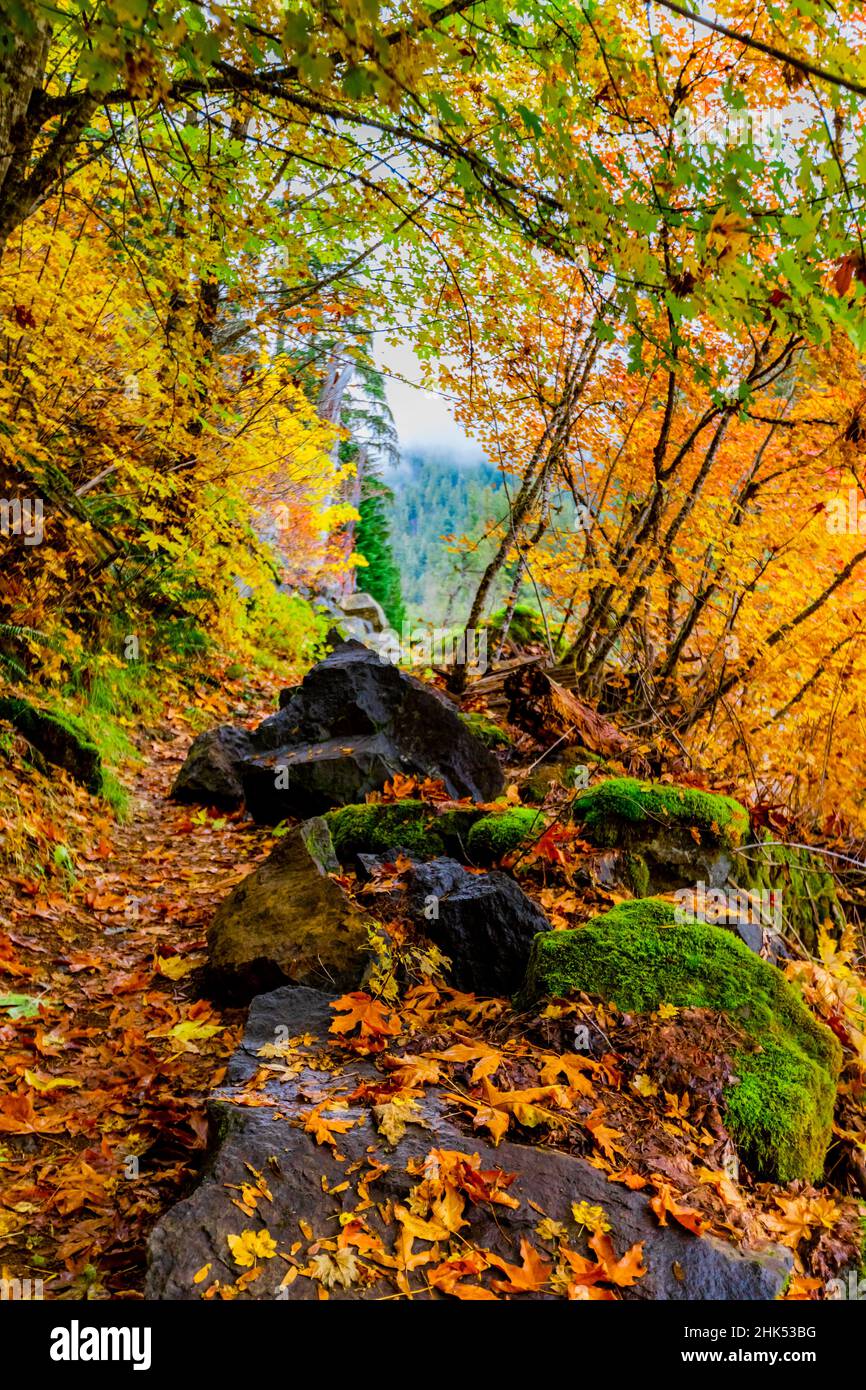 Fall colors in Mount Rainier National Park, Washington State, United ...
