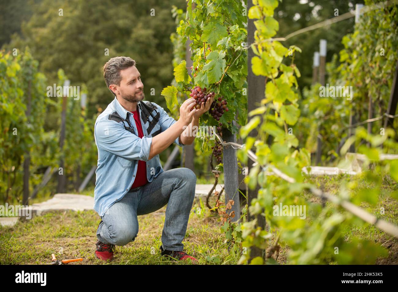 Grapevine farm hi-res stock photography and images - Alamy